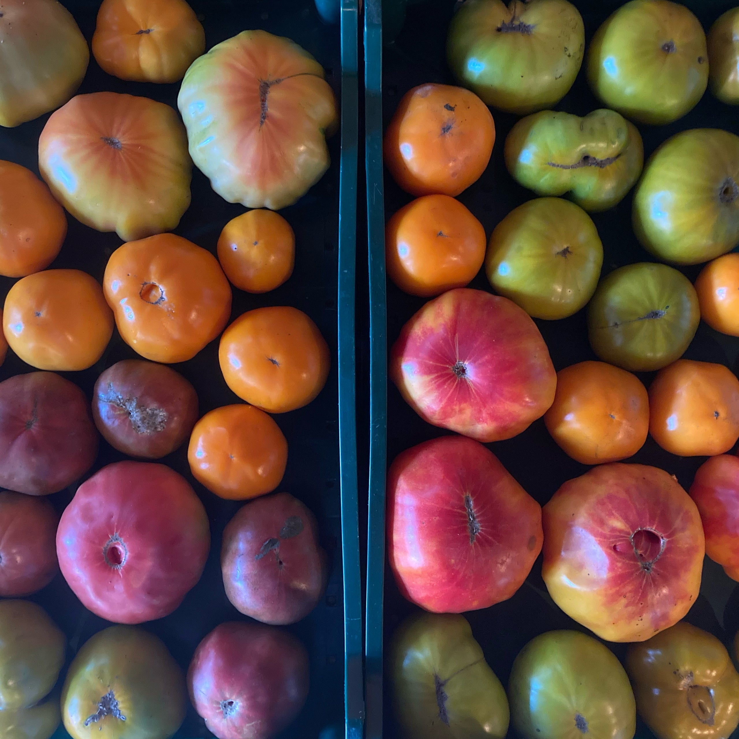 CSA - Regular Share | Provider Farm