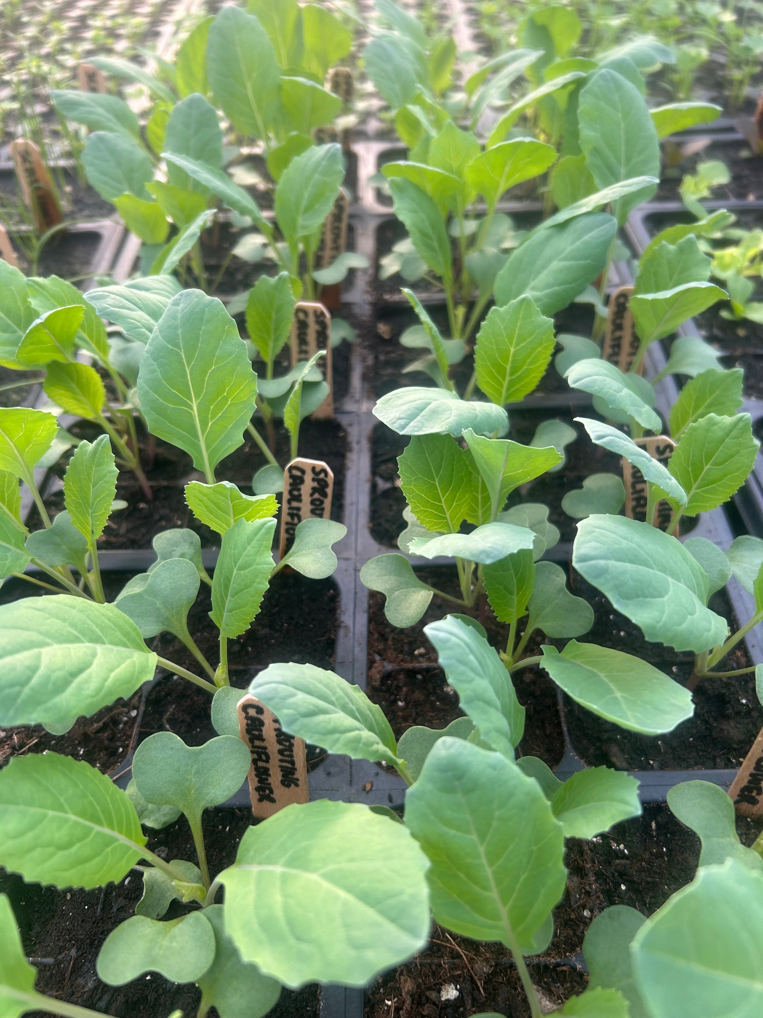 sprouting-cauliflower-4-packs-april-orders-provider-farm